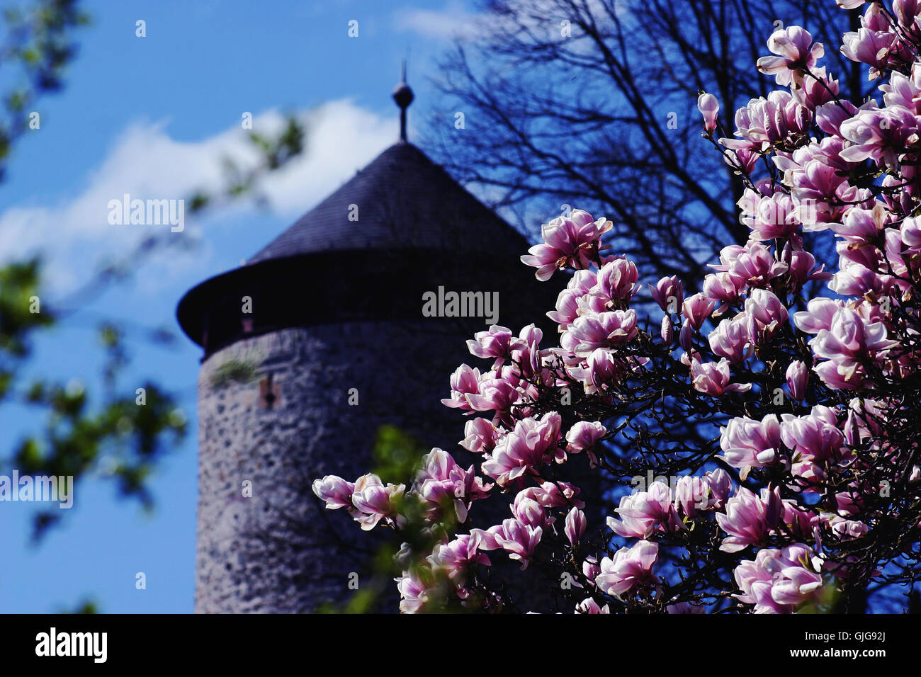 blue tower tree Stock Photo - Alamy