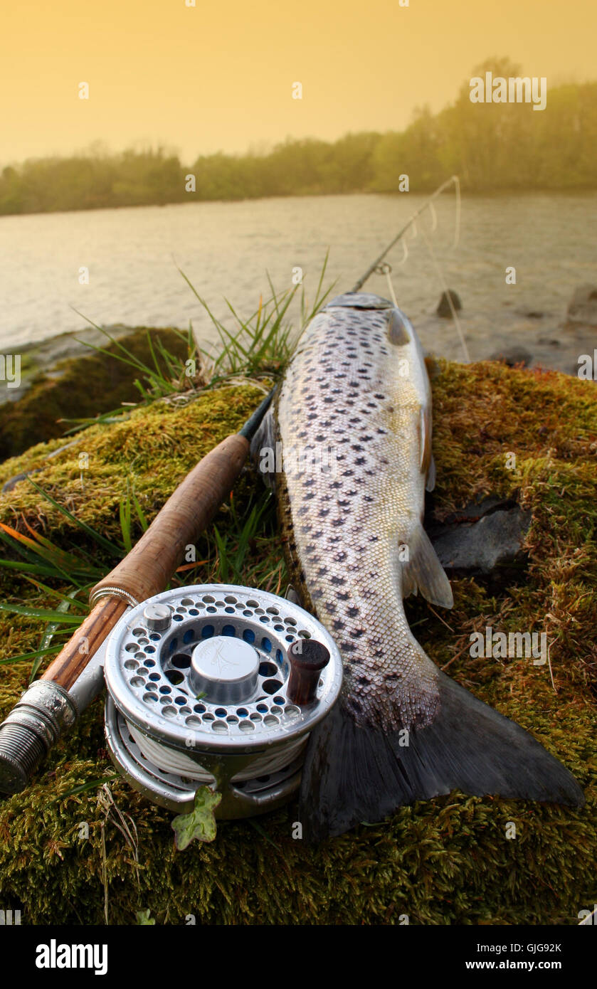 fish lie lying Stock Photo - Alamy