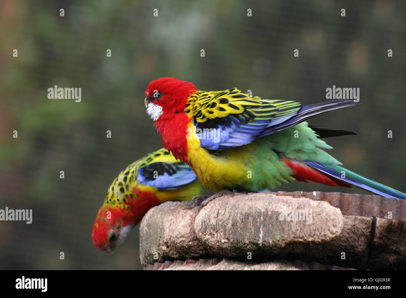 Rosellasittich hi-res stock photography and images - Alamy