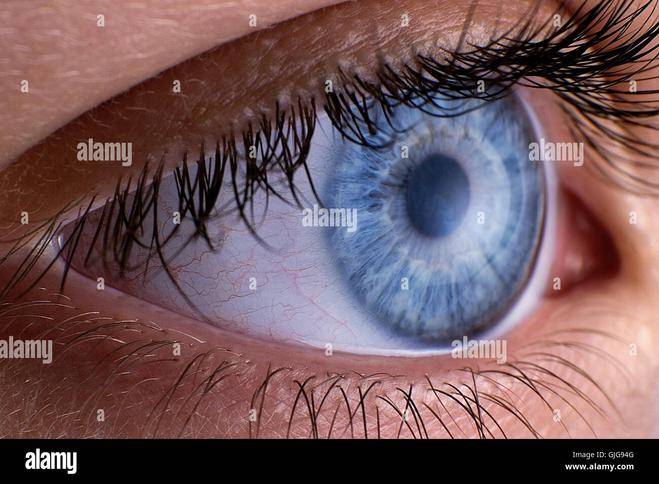 blue macro close-up Stock Photo - Alamy