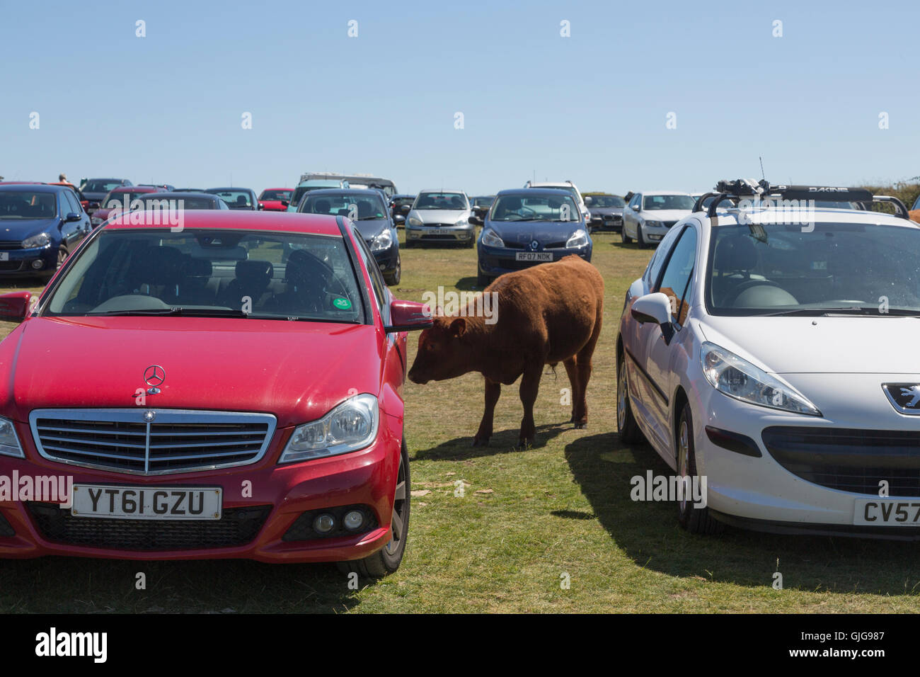 Cow lizard hi-res stock photography and images - Alamy