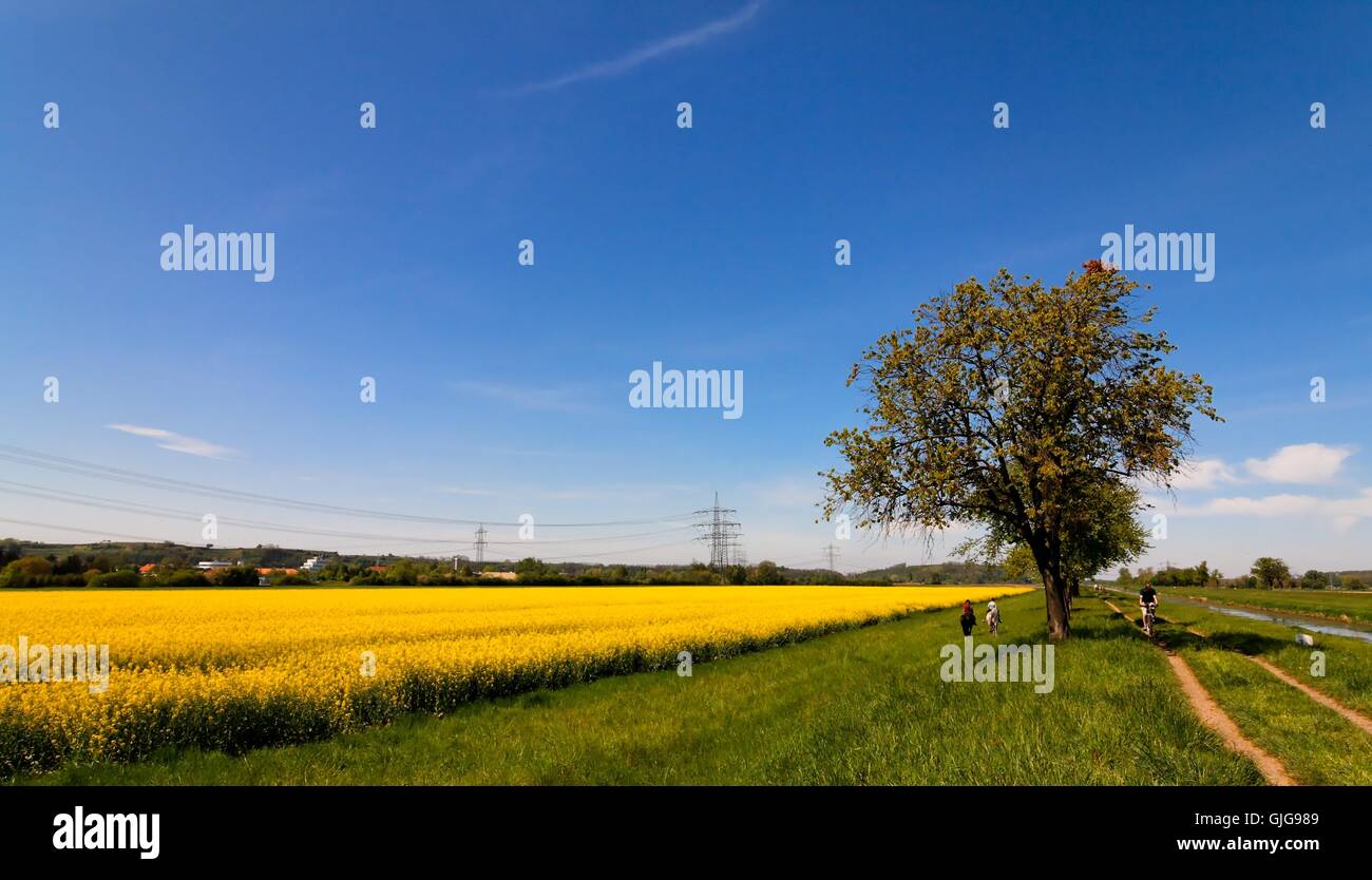 blue tree trees Stock Photo - Alamy