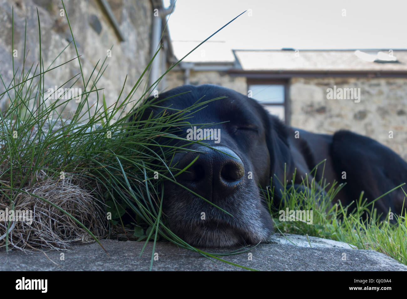 Black labrador dog sleeping in hi-res stock photography and images - Alamy