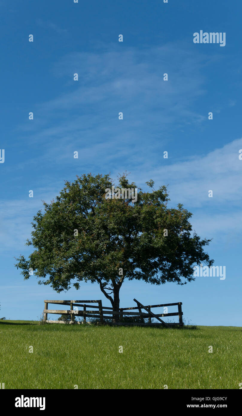 Enclosed tree in the meadow, Cornwall, UK Stock Photo - Alamy