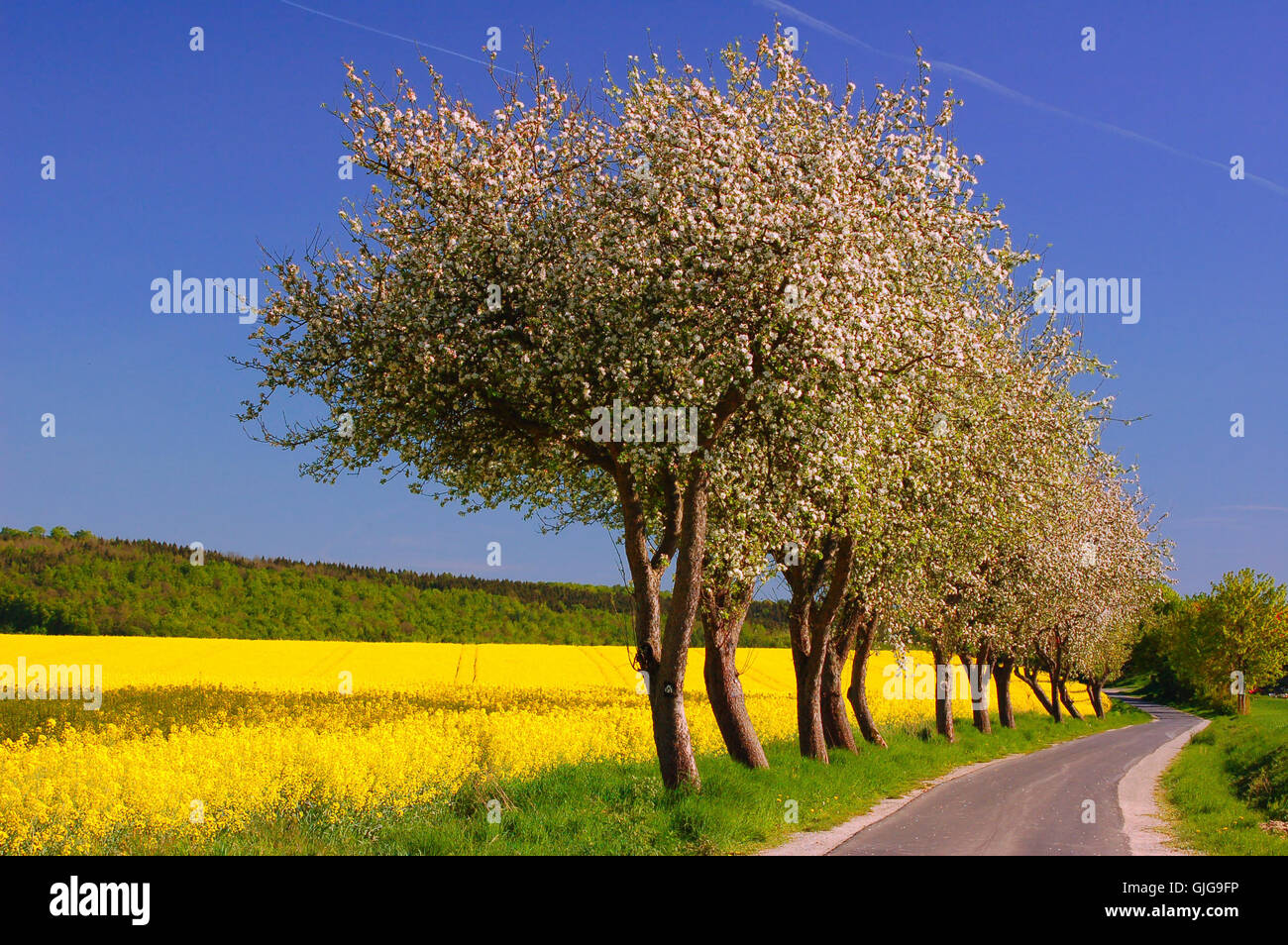 blue tree trees Stock Photo - Alamy