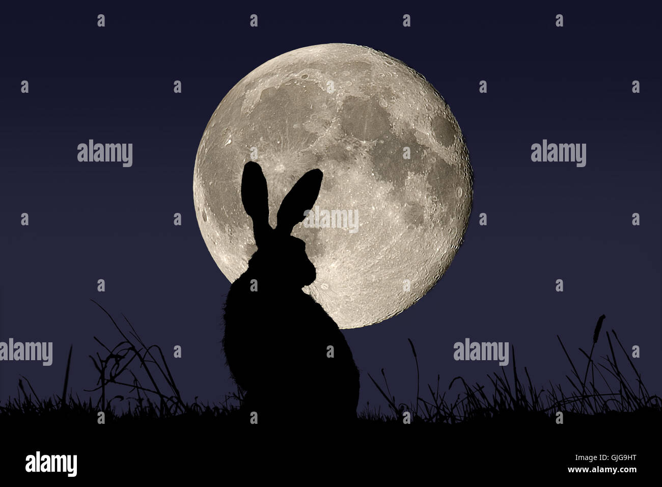 animal night nighttime Stock Photo - Alamy