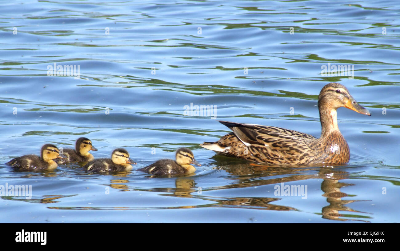 ducks duck fresh water Stock Photo - Alamy