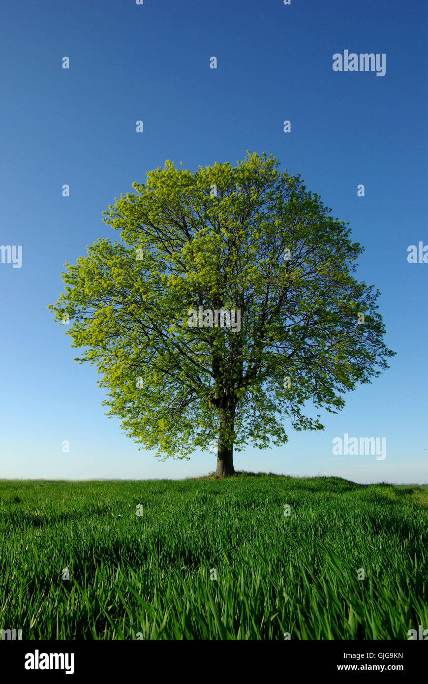 green spring May Stock Photo - Alamy