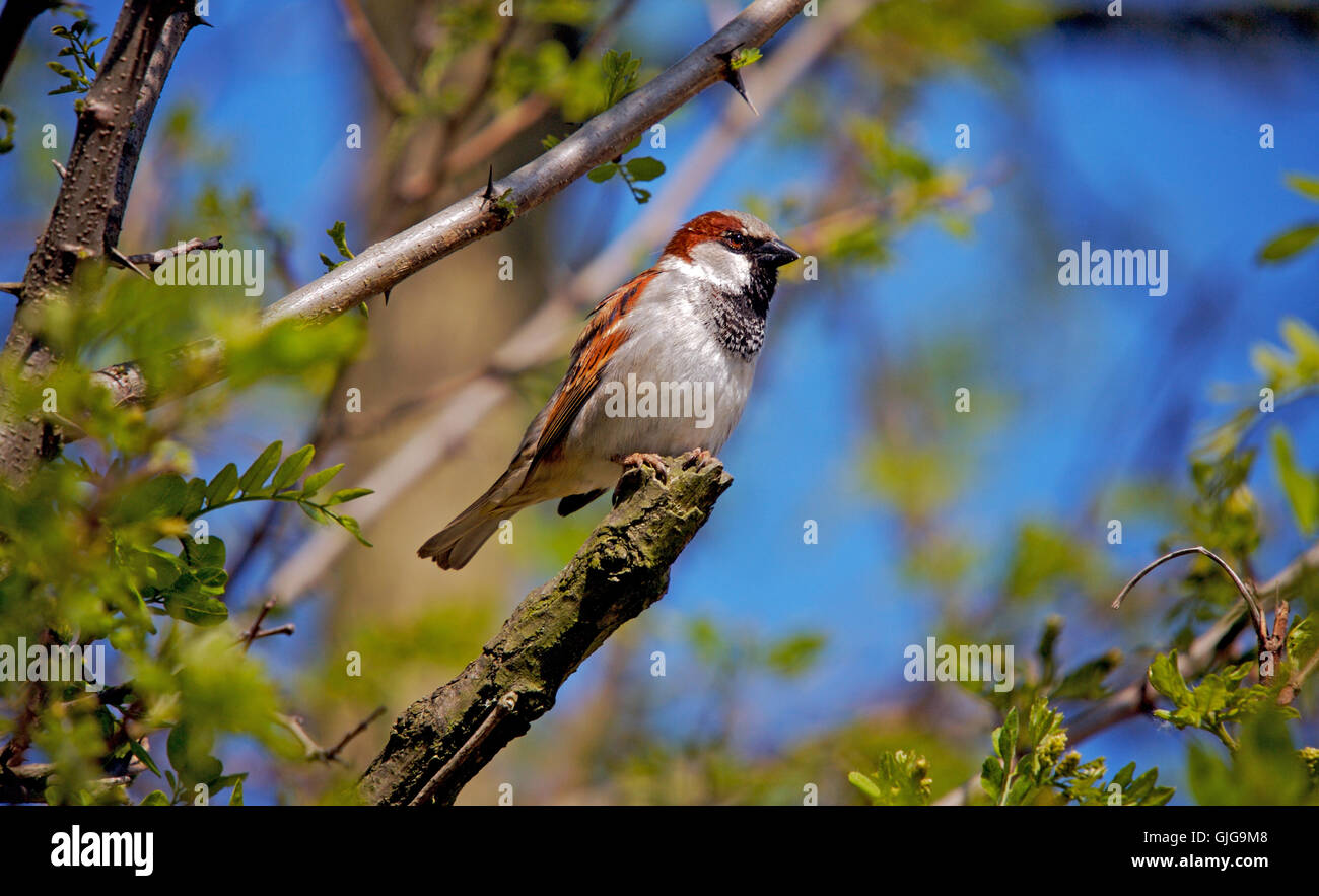 tree bird leaves Stock Photo - Alamy