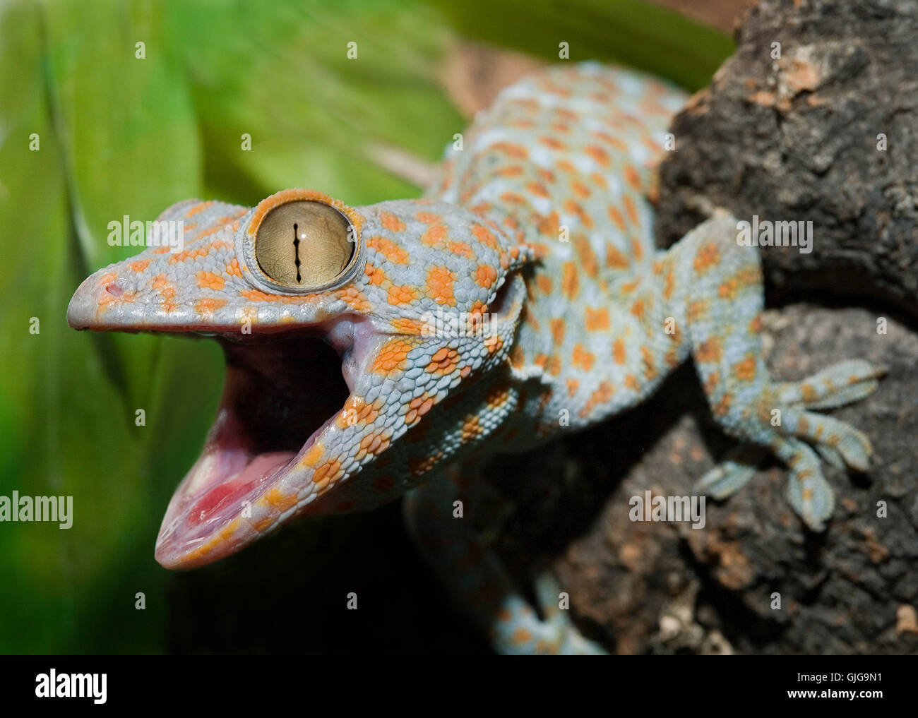 Tokeh gecko hi-res stock photography and images - Alamy