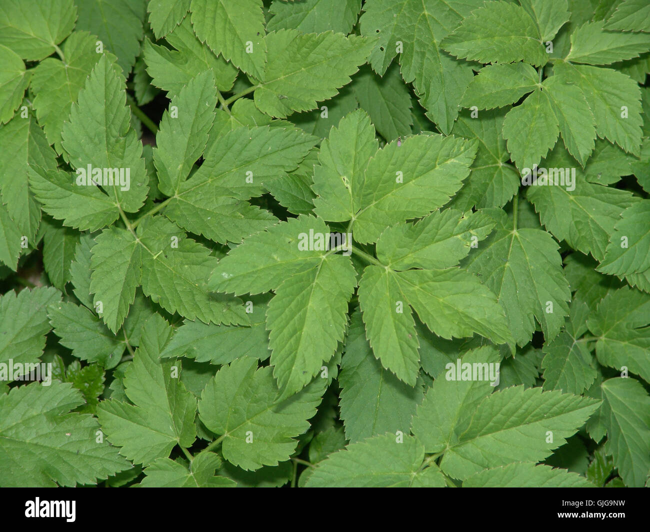 Gout weed hi-res stock photography and images - Alamy