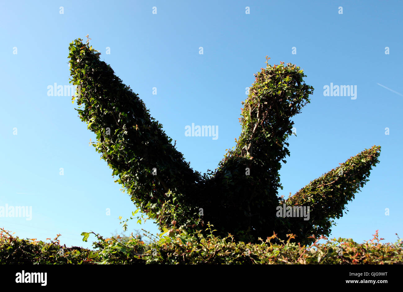 Topiary bird on the wing Stock Photo - Alamy