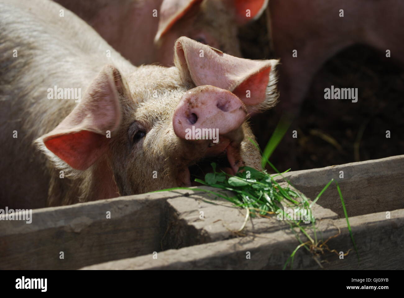 eco animals pigs Stock Photo - Alamy