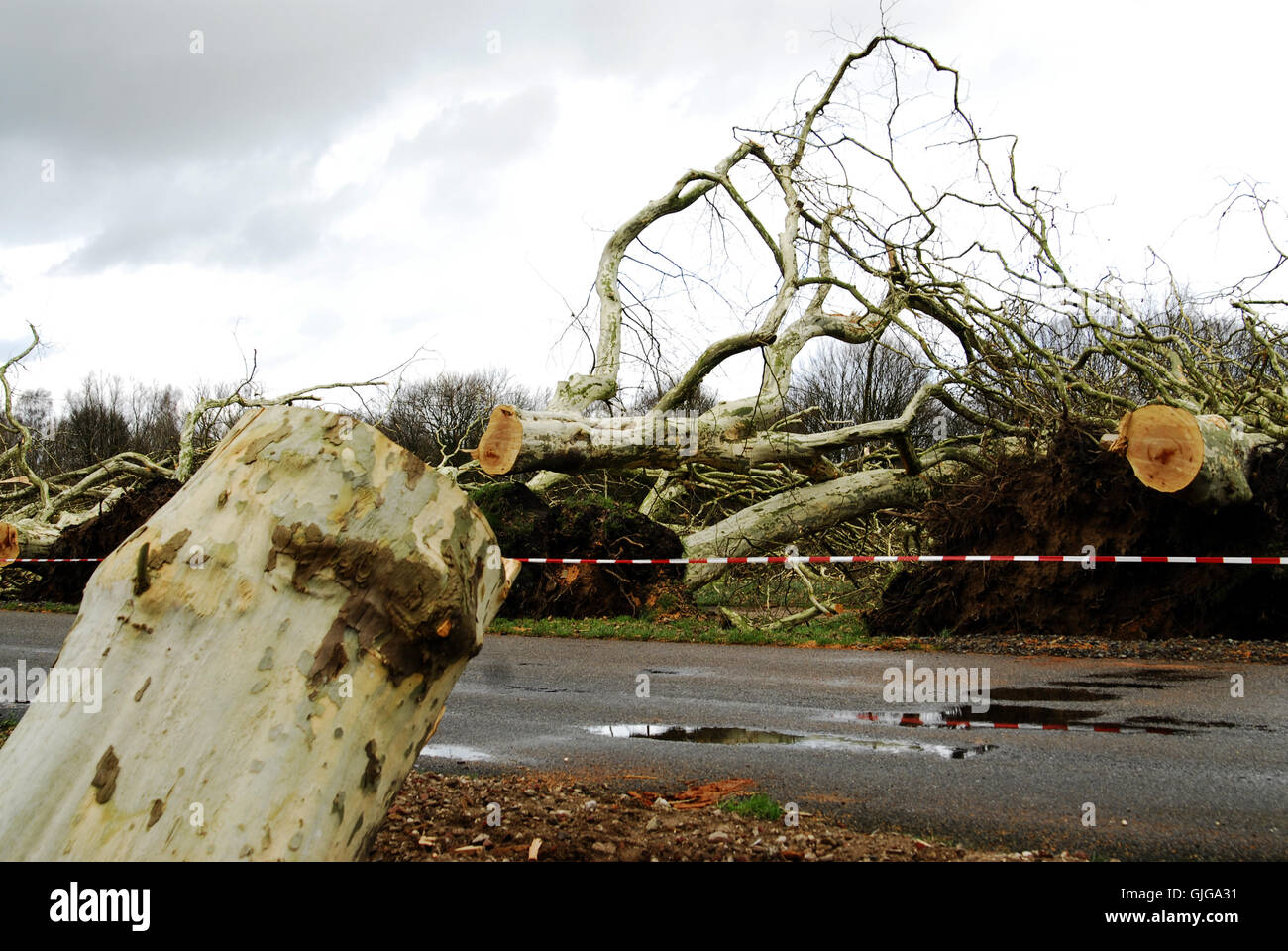 danger tree trees Stock Photo - Alamy