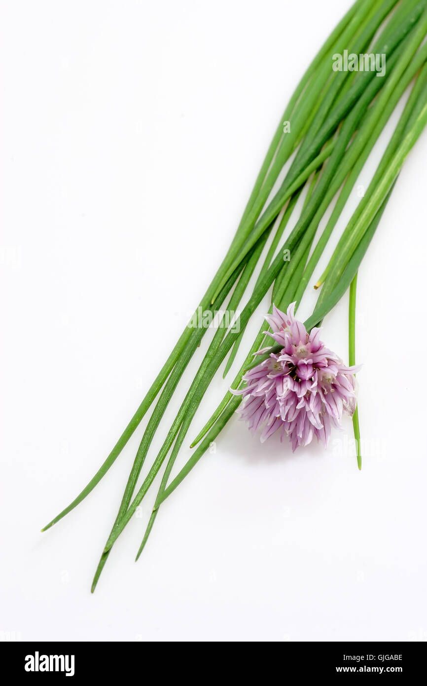 spice bloom blossom Stock Photo - Alamy