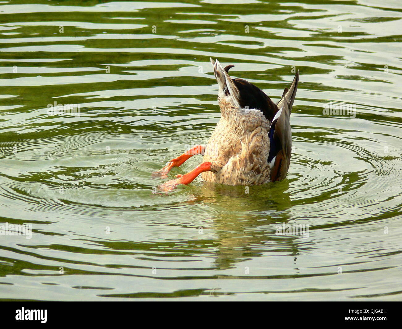 Duck dive hi-res stock photography and images - Alamy