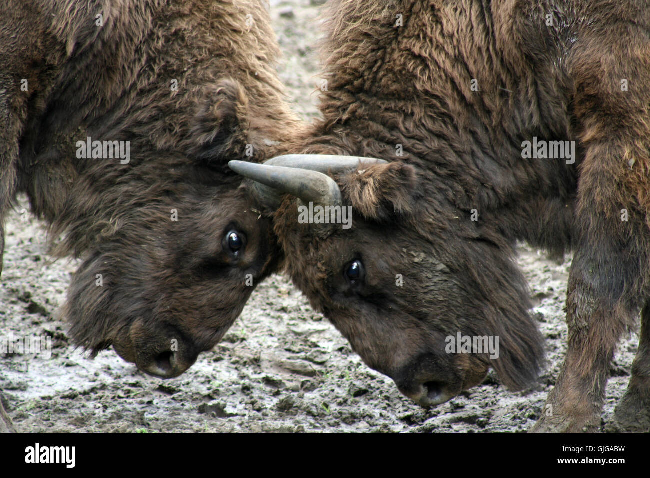 Scrimmage hi-res stock photography and images - Alamy