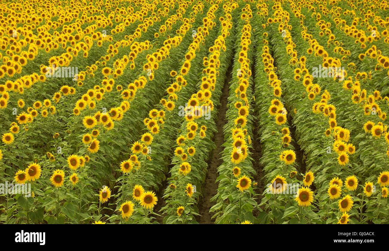 culture flower plant Stock Photo - Alamy