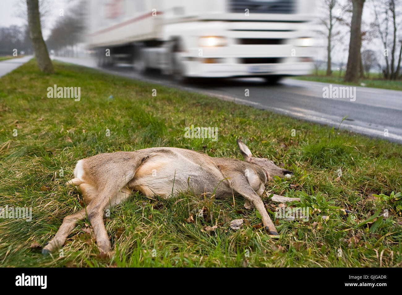 danger car automobile Stock Photo - Alamy