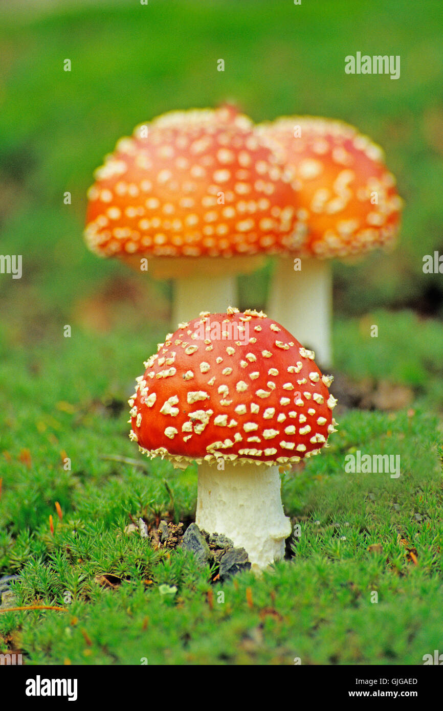 Toadstools hi-res stock photography and images - Alamy