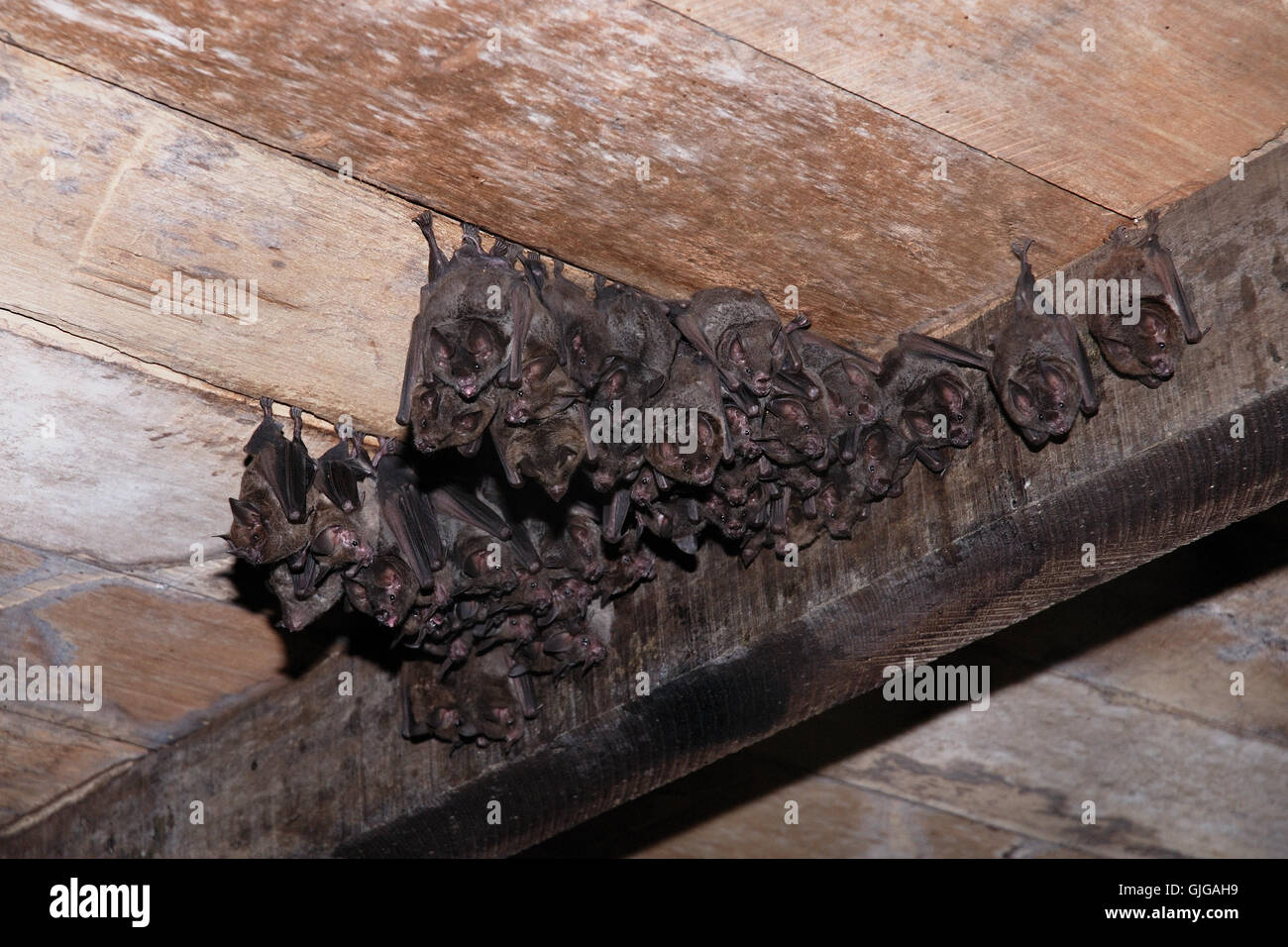 Vampire bat hi-res stock photography and images - Alamy