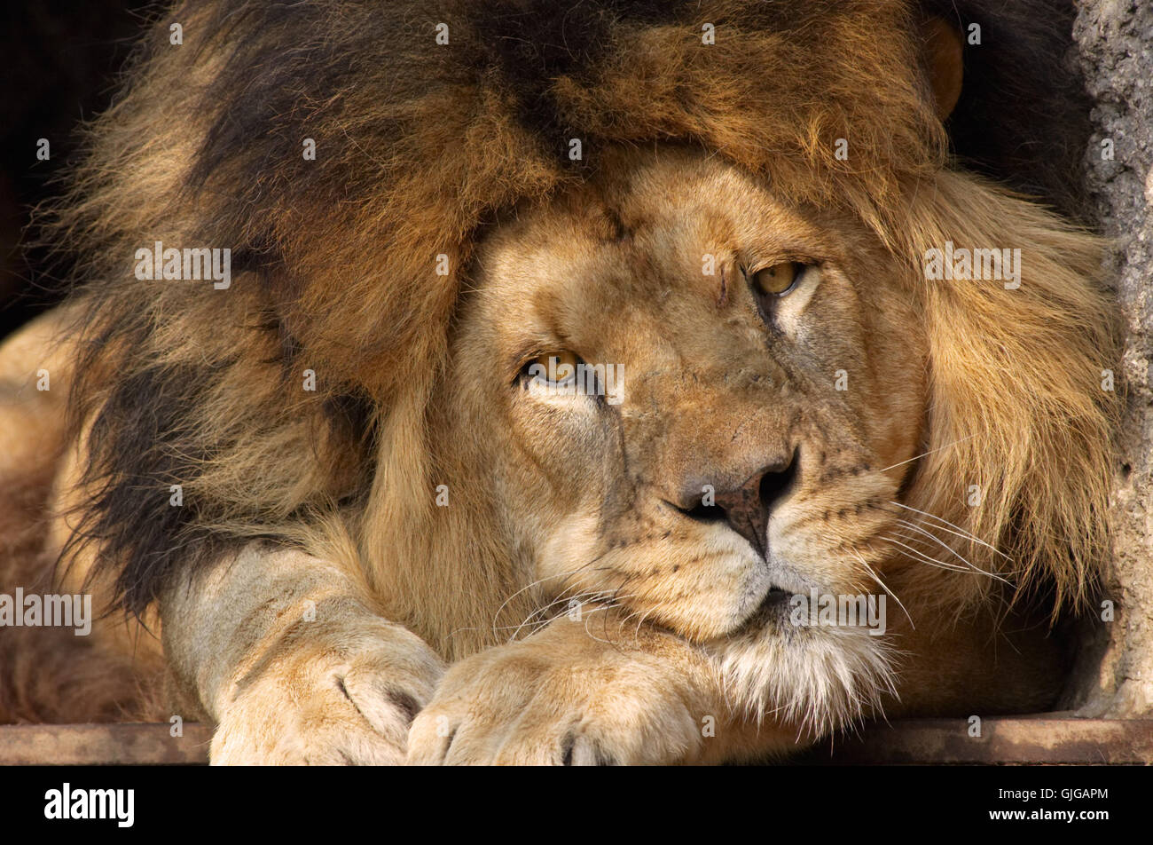 Lion Chase High Resolution Stock Photography and Images - Alamy