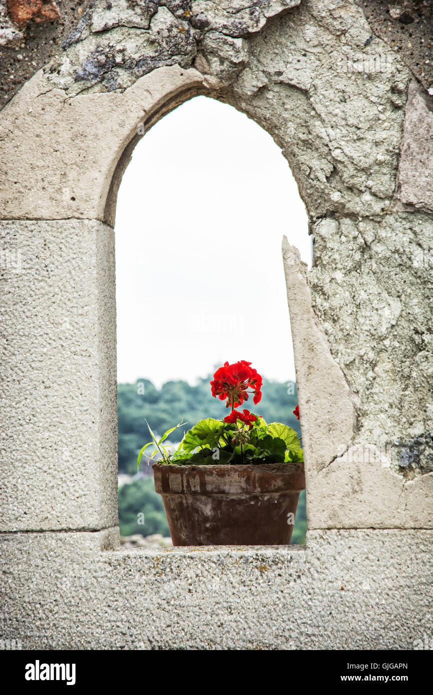 Potted red flower in stone window. Architecture element. Vertical ...