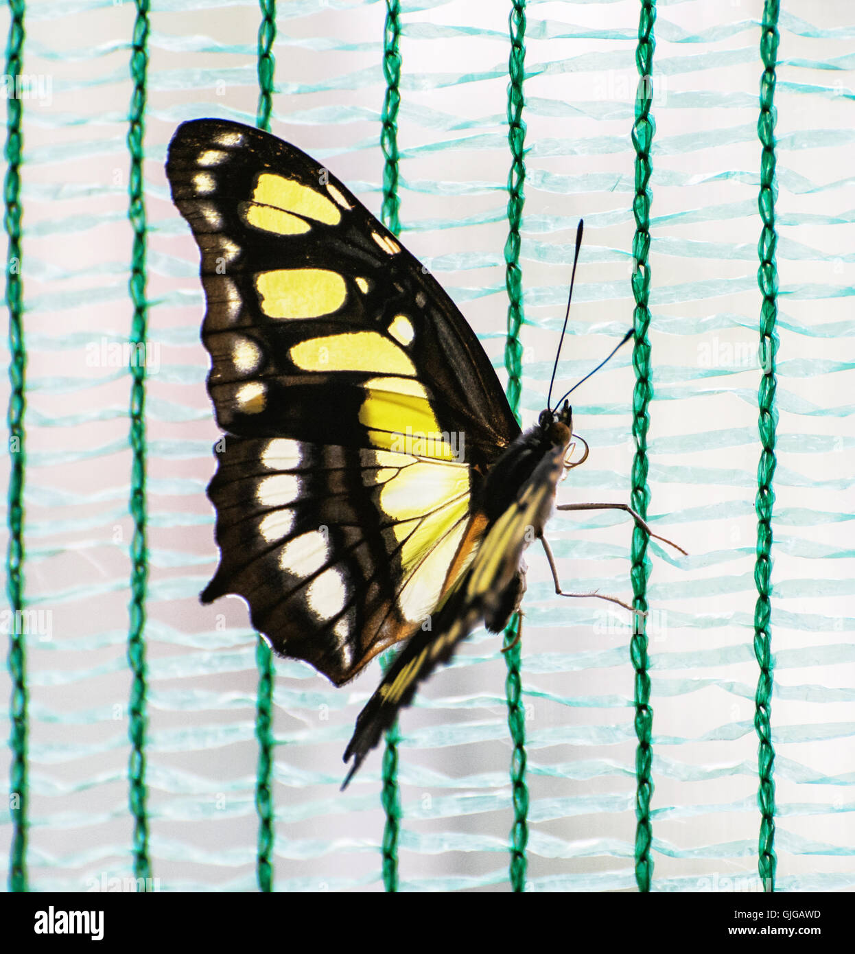 Close up photo of yellow butterfly. Beauty in nature. Seasonal natural ...