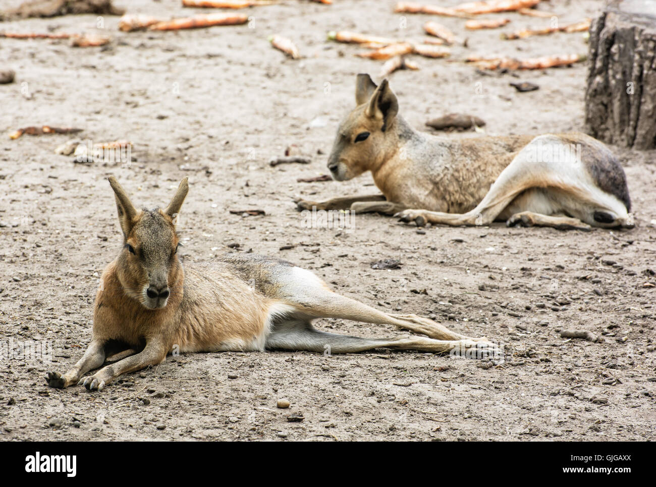 Patagonian cavy pet hi-res stock photography and images - Alamy