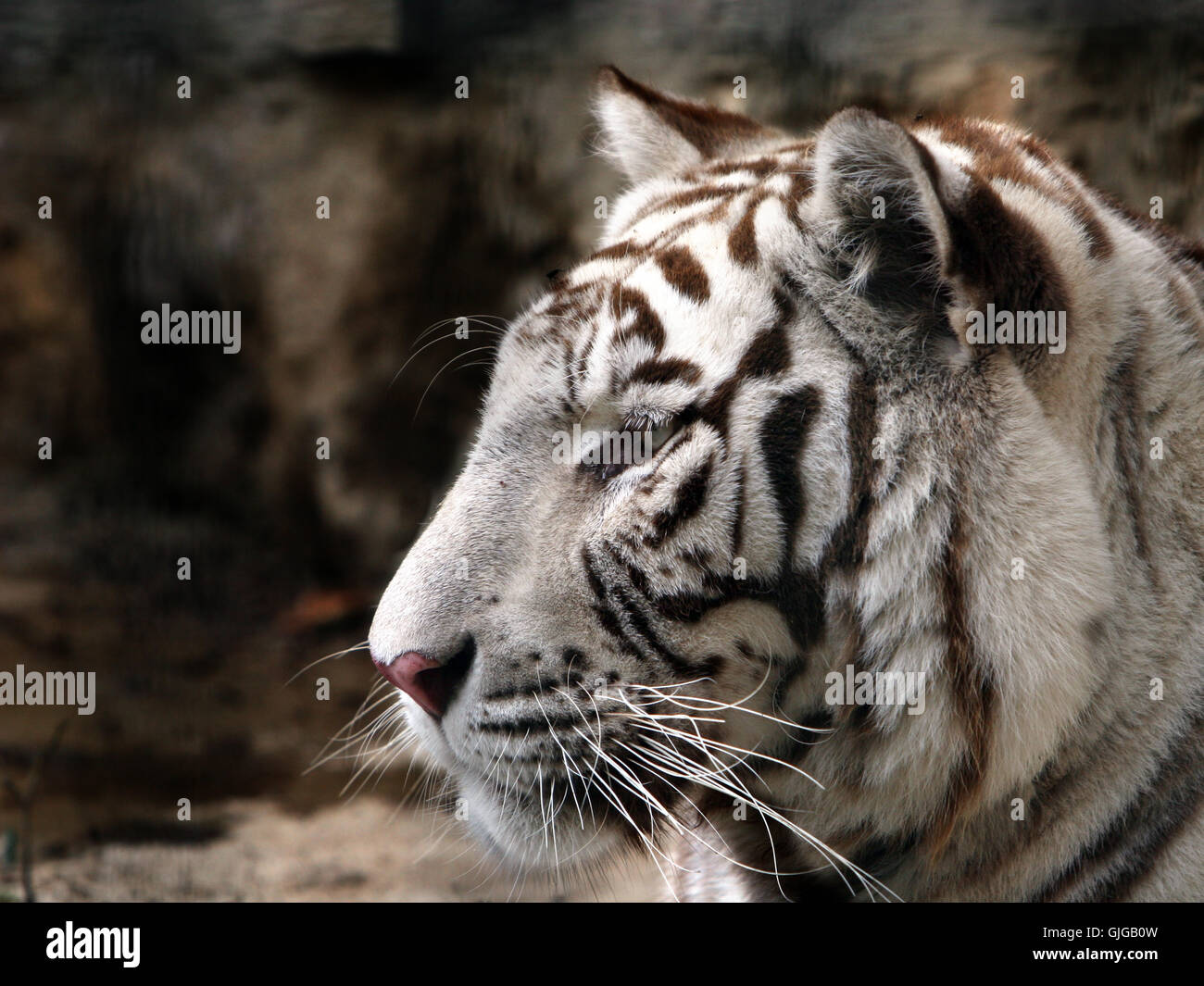 Tieger hi-res stock photography and images - Alamy