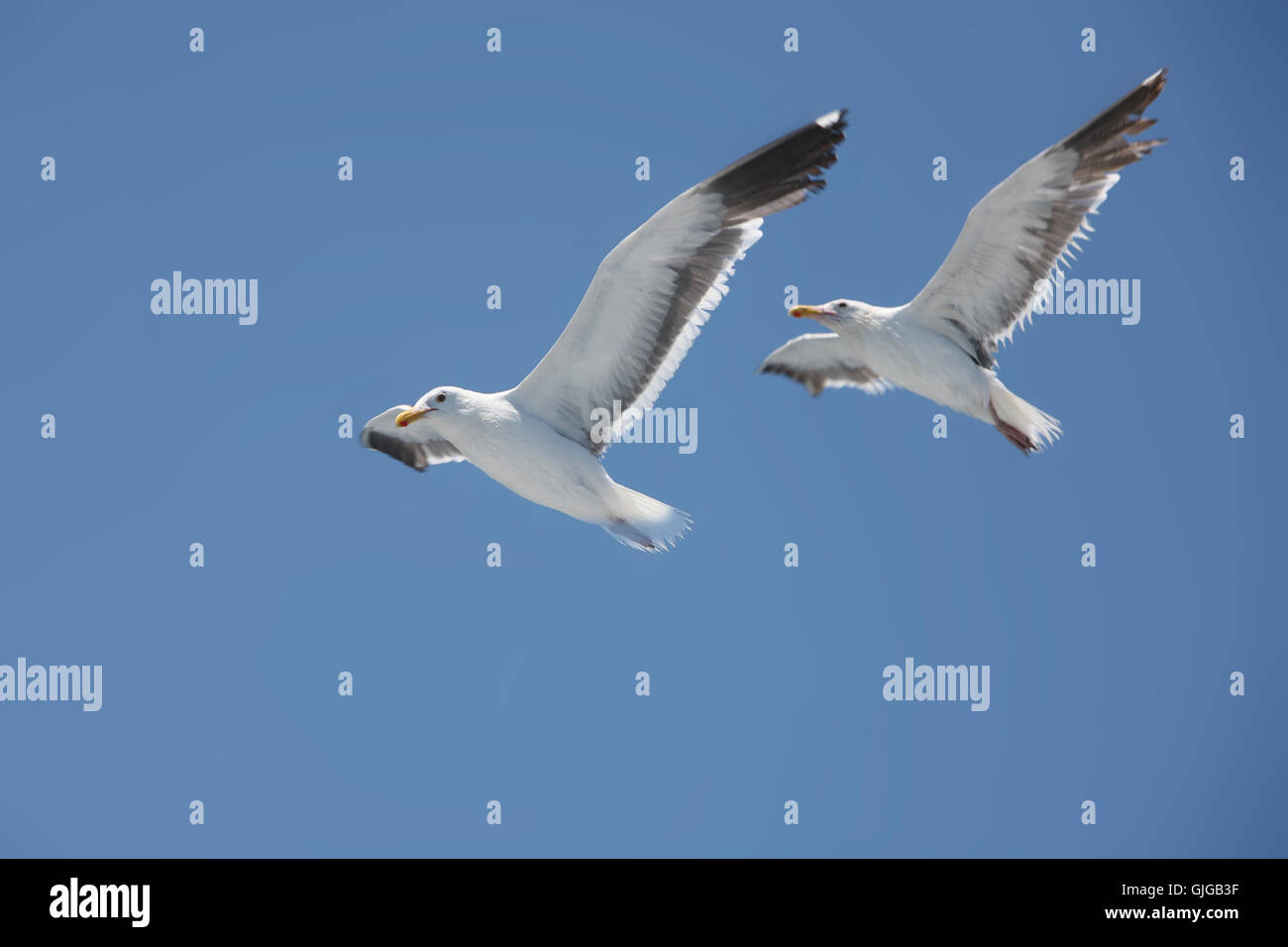 two herring gulls in parallel flight Stock Photo - Alamy