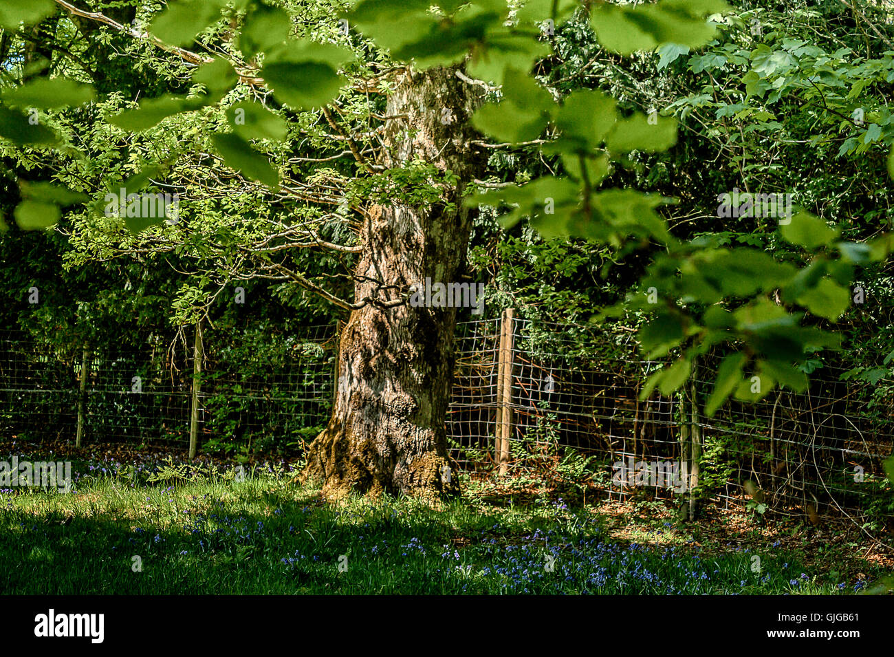 Tree in the pak Stock Photo - Alamy