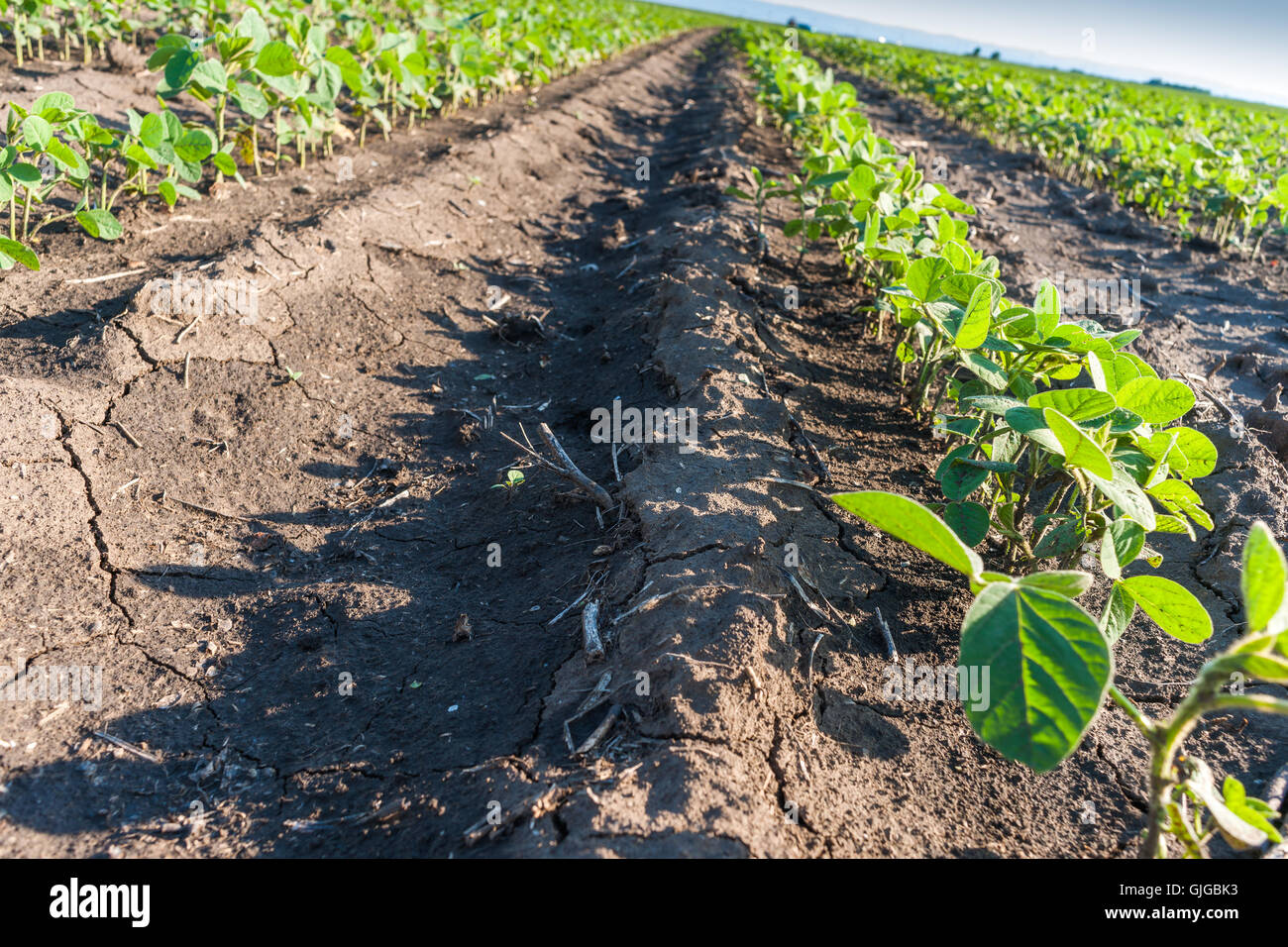 Soybean field rows in summer Stock Photo - Alamy