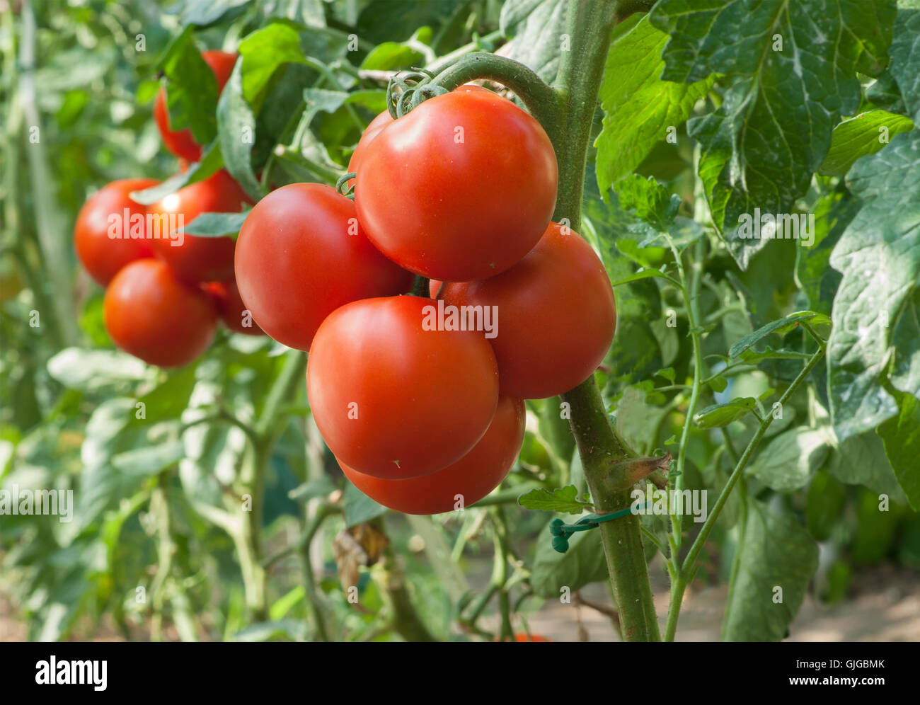 Growth tomato in greenhouse Stock Photo - Alamy