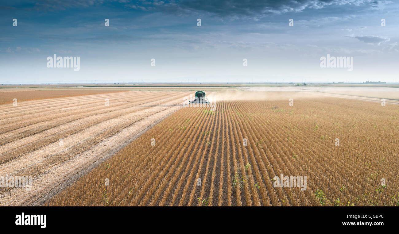 Bean harvesting hi-res stock photography and images - Alamy