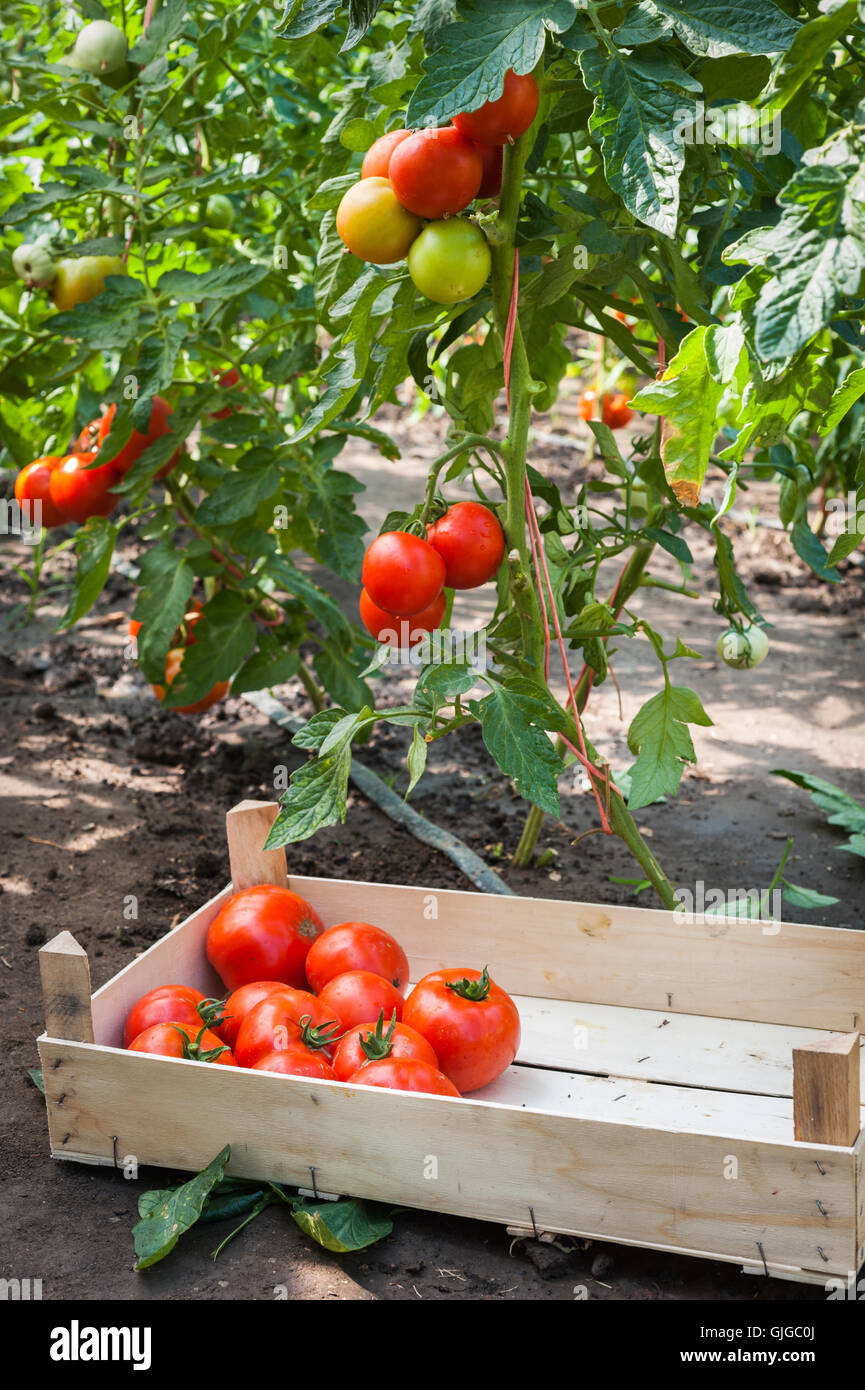 ripe tomatoes ready for picking Stock Photo - Alamy