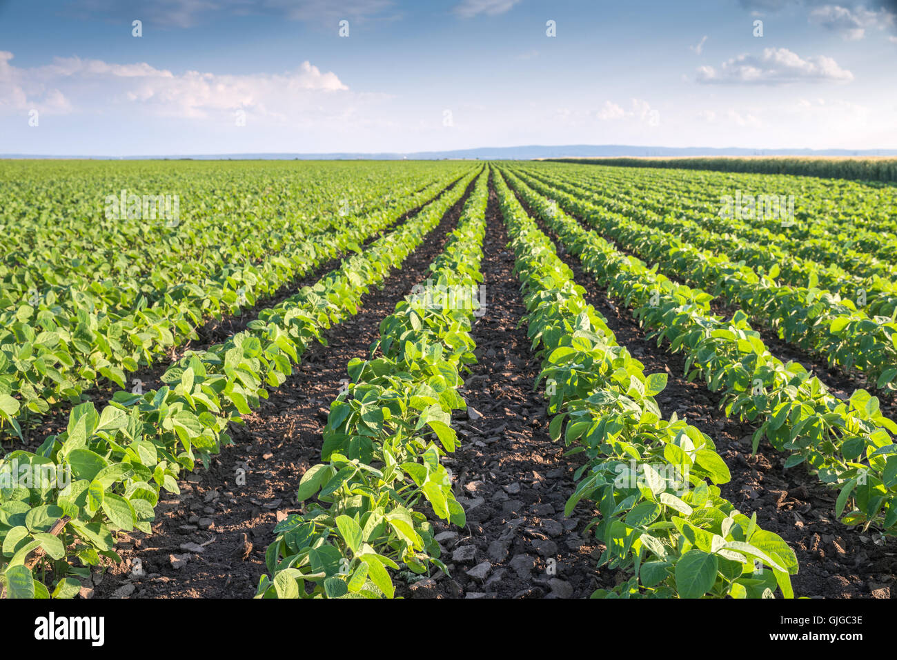 Soybean Field Rows in summer Stock Photo - Alamy