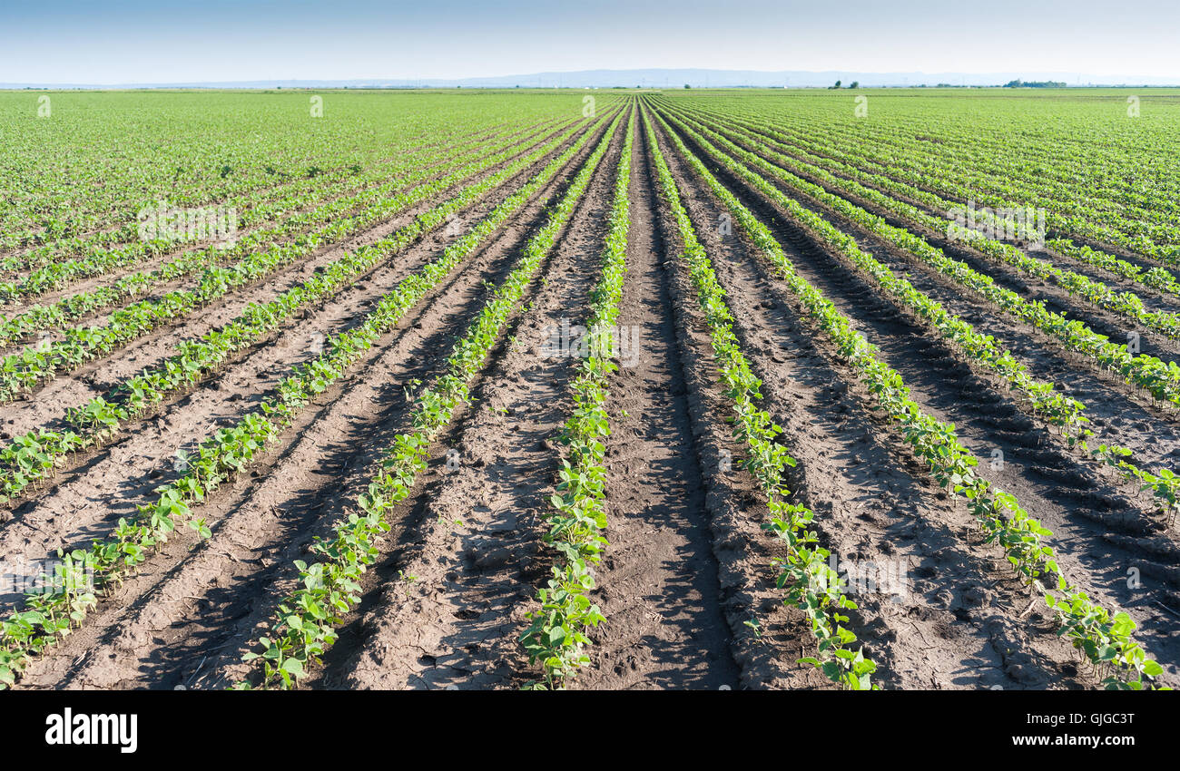 Soybean field rows in summer Stock Photo - Alamy