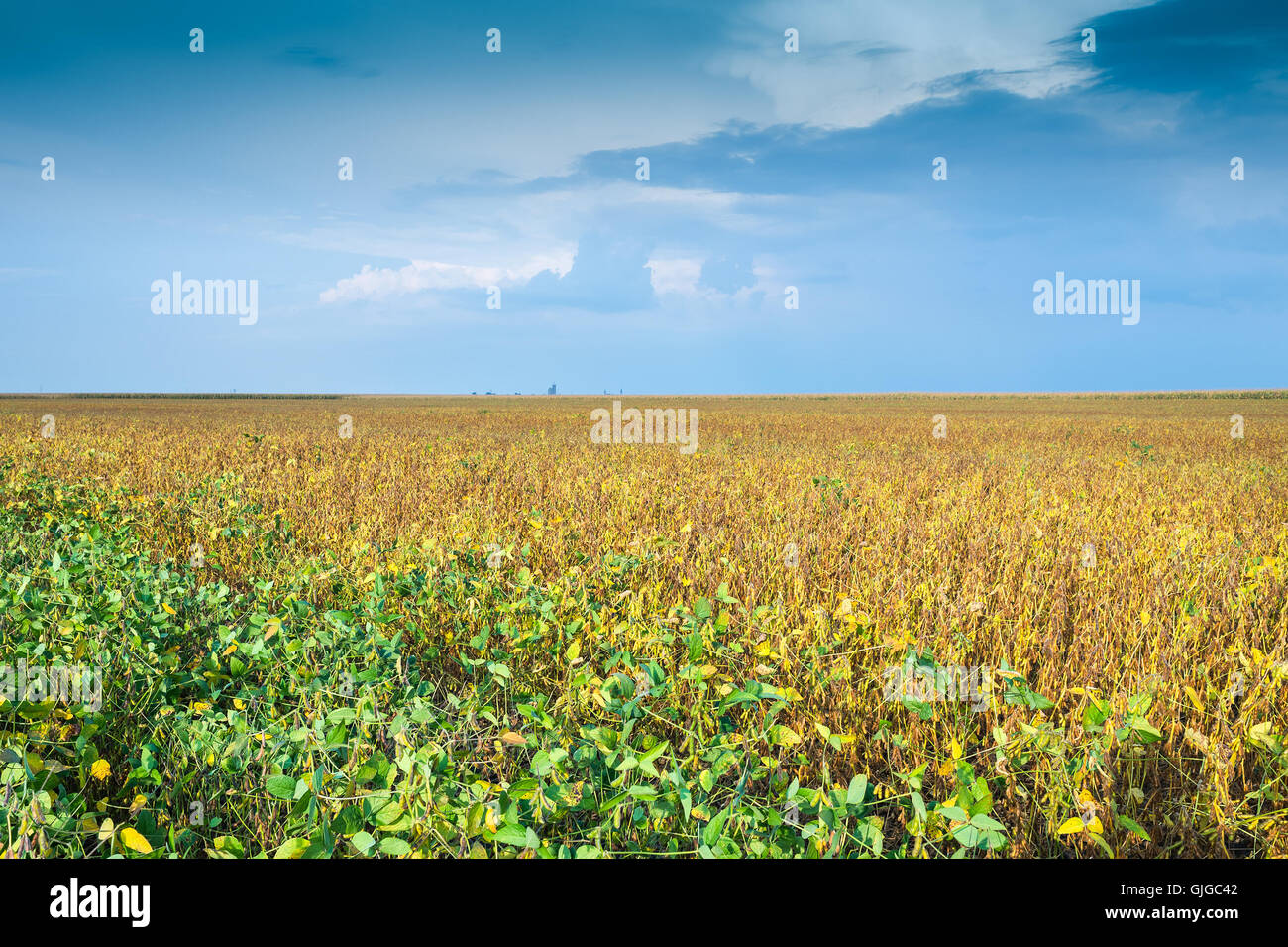 Soya fields hi-res stock photography and images - Alamy