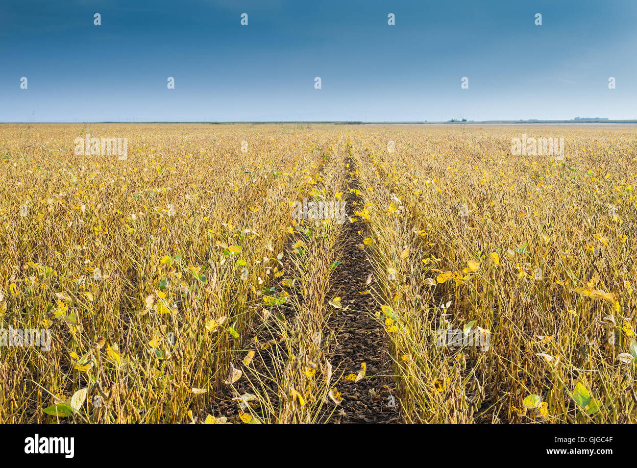 Autumn scene in fields hi-res stock photography and images - Alamy