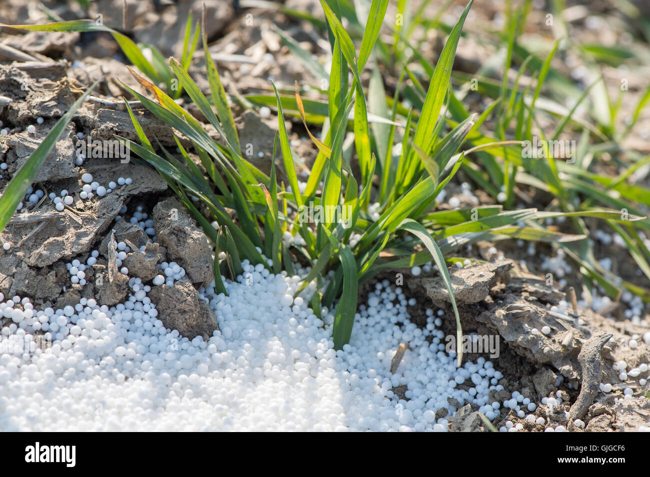 Fertilizing in young wheat Stock Photo - Alamy