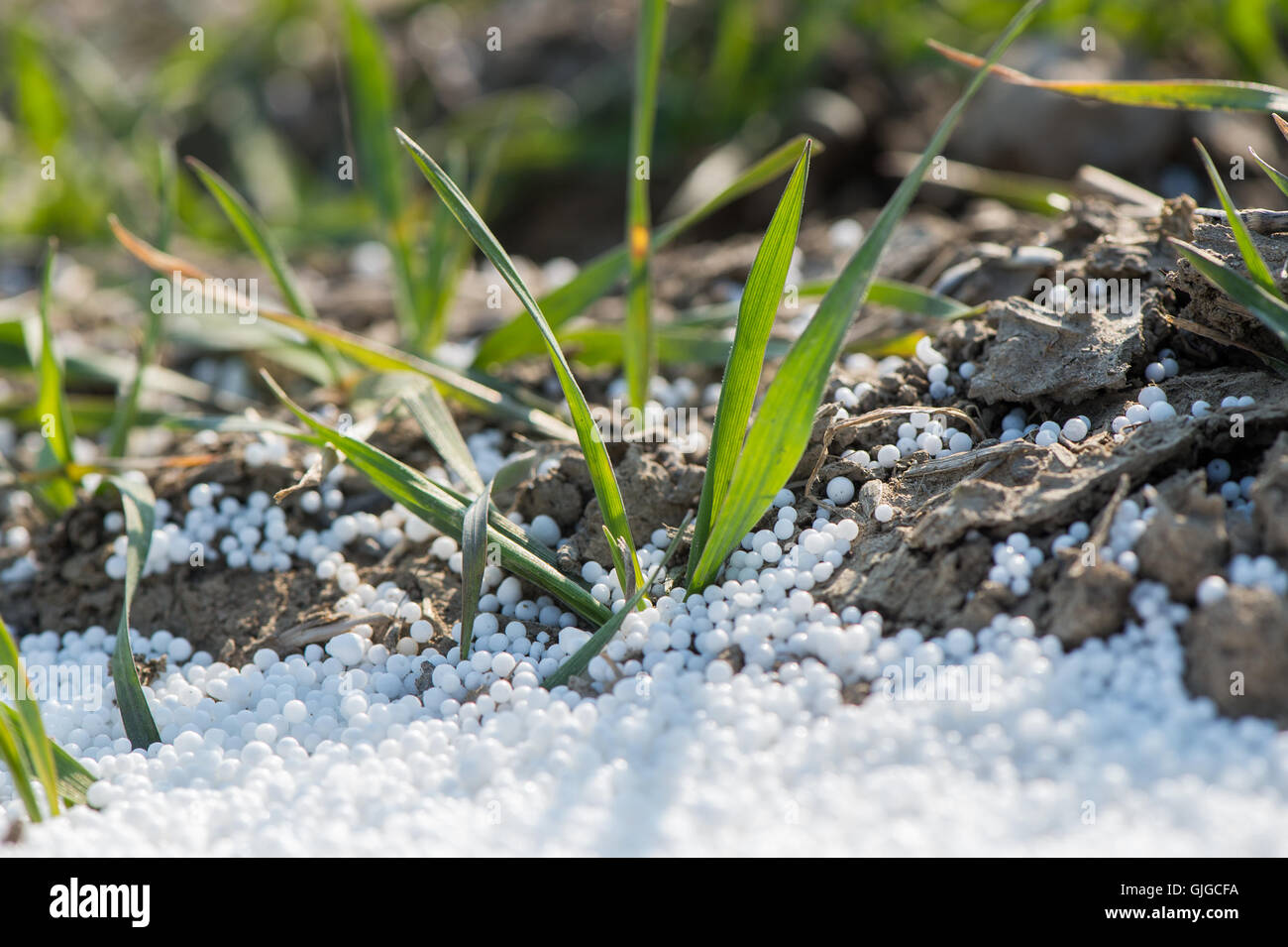 Fertilizing in young wheat Stock Photo - Alamy