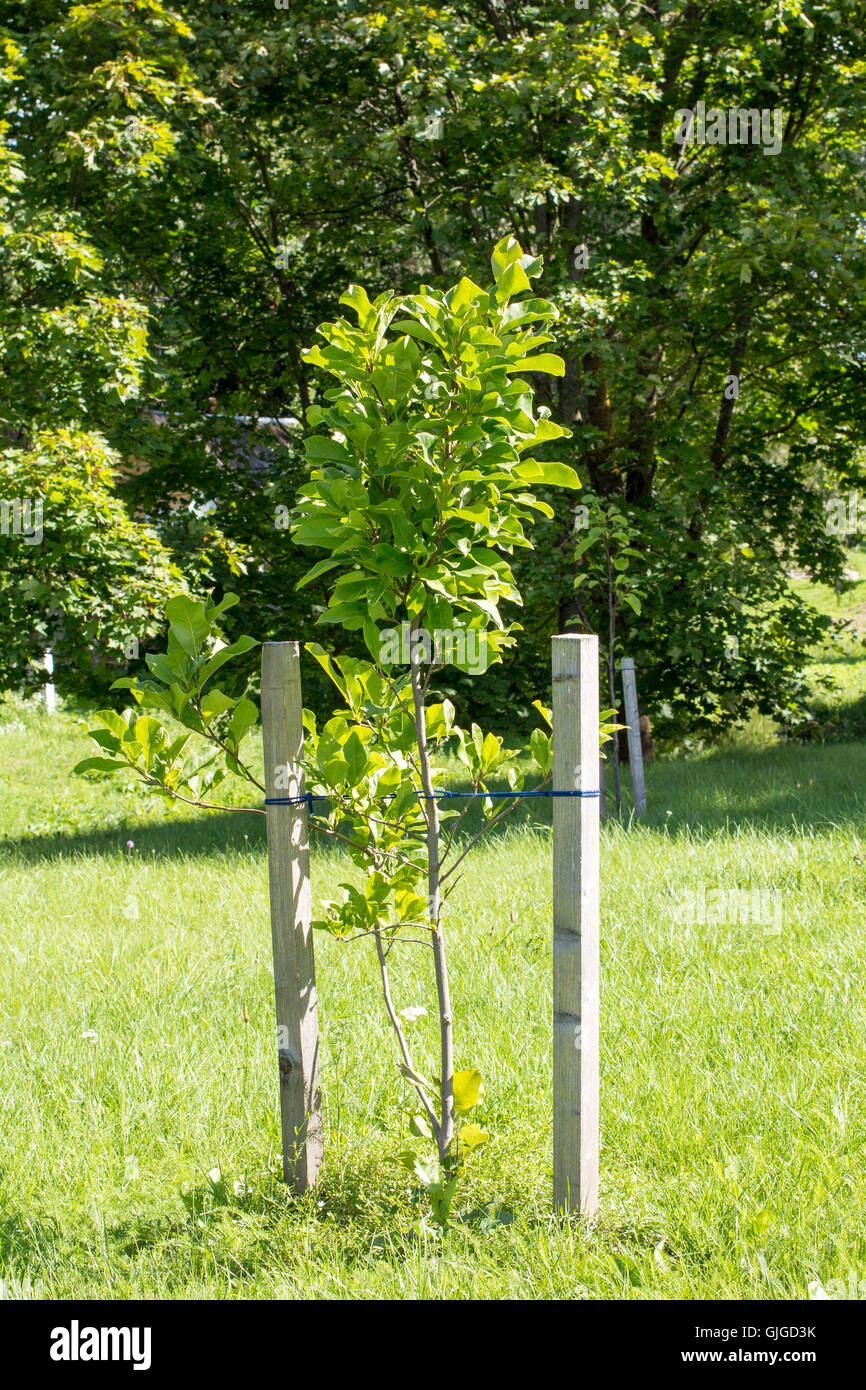 Young tree supported by a wooden sticks Stock Photo - Alamy