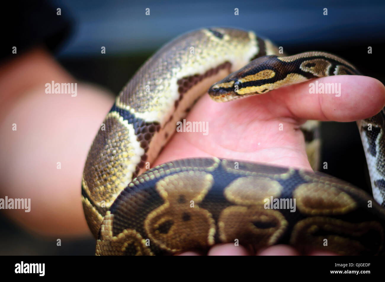 not a big Python regius in the hands of men Stock Photo - Alamy