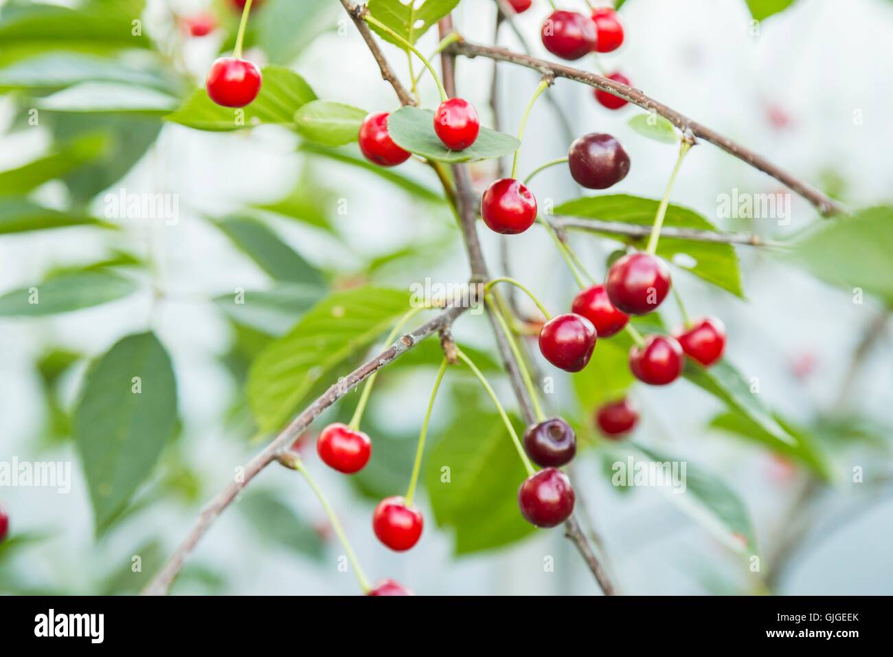 Cherries hanging on a cherry tree branch Stock Photo - Alamy