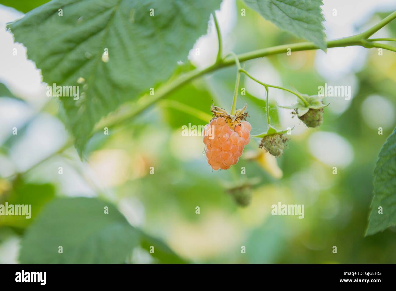 Yellow raspberry on the bush in the garden Stock Photo - Alamy