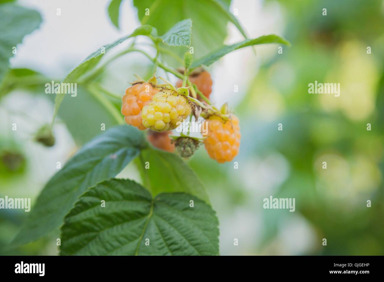 Yellow raspberry on the bush in the garden Stock Photo - Alamy