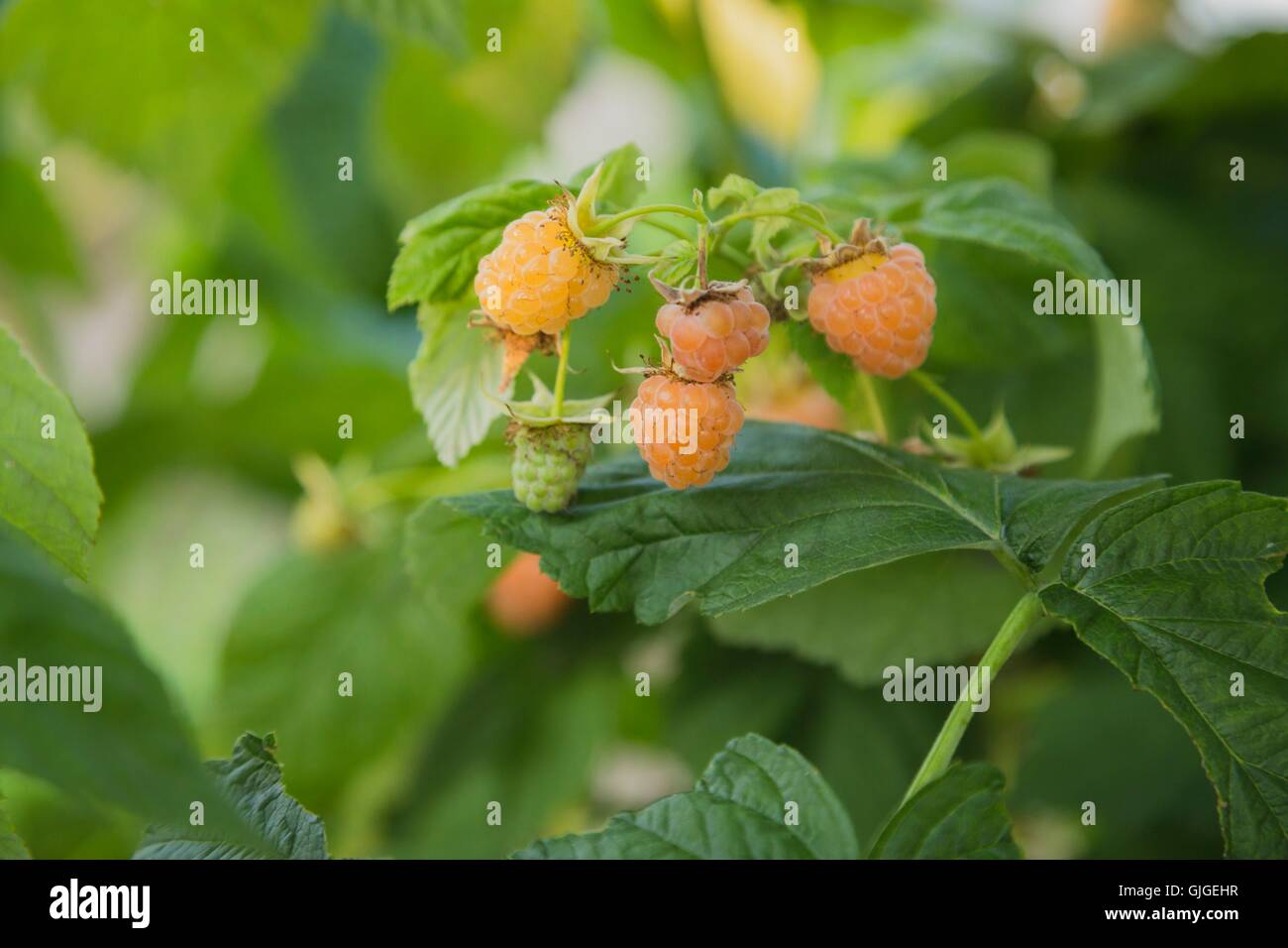 Yellow raspberry on the bush in the garden Stock Photo - Alamy