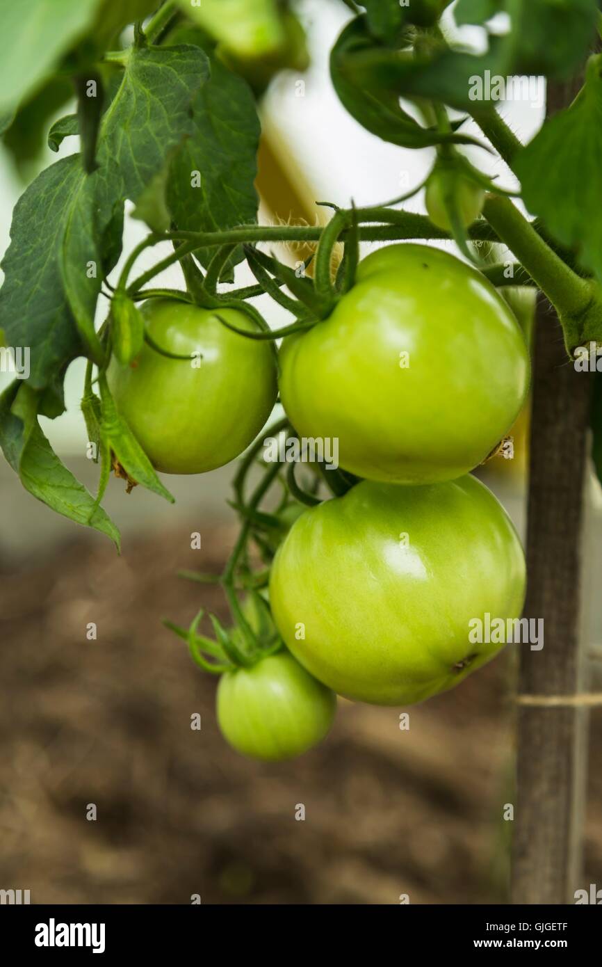 green tomatoes on tomato tree Stock Photo - Alamy