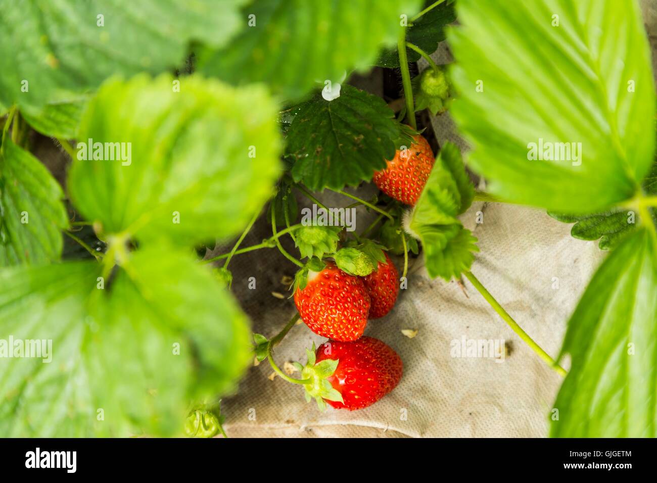 Bush of red strawberry growing in a garden Stock Photo - Alamy